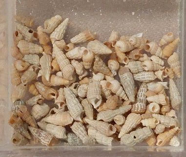 Old Shells – Miniature Designs, Inc.